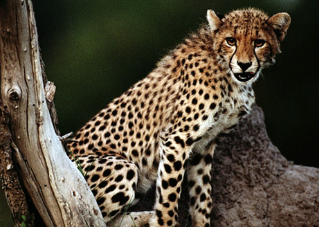 Cheetah | The Life of Animals