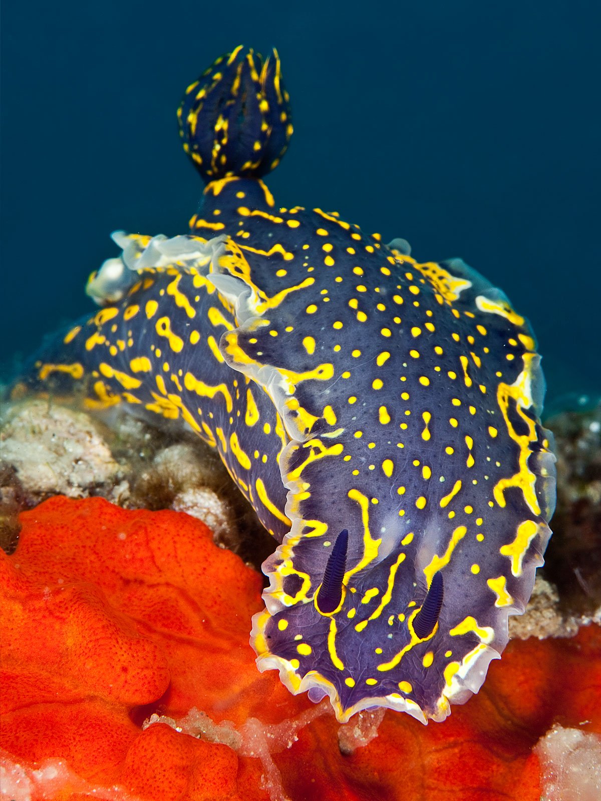 Underwater Photography... Photographer Nicholas Samaras ~ Pix Addictoin