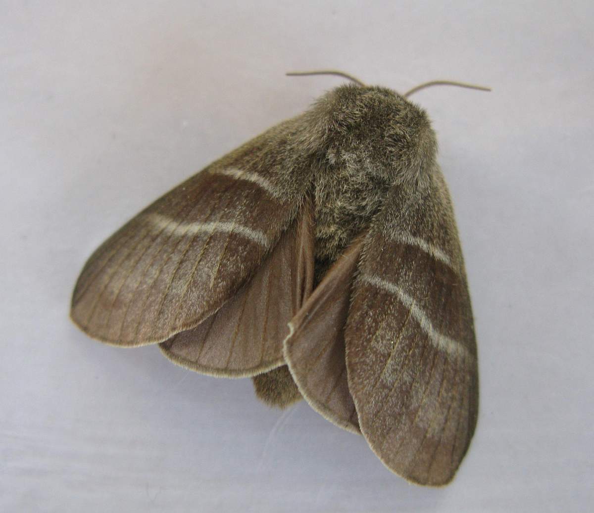 Islay Natural History Trust: Fox Moth