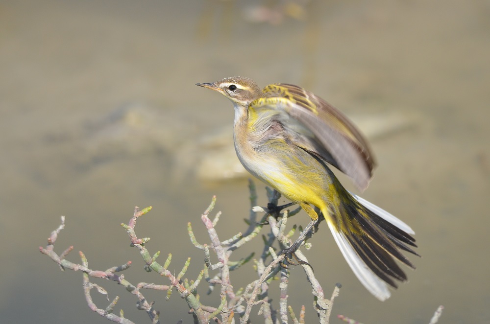 Cycling the World for Birds: All smiles in Albania