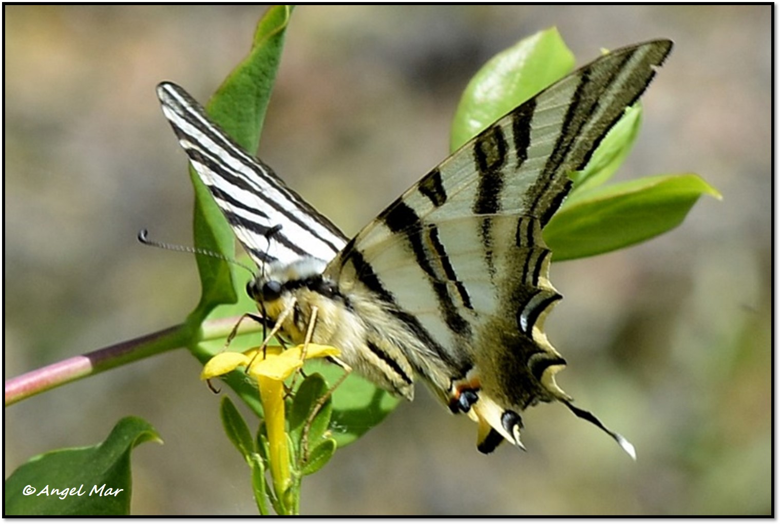 Flores y Bichos ***: 2015