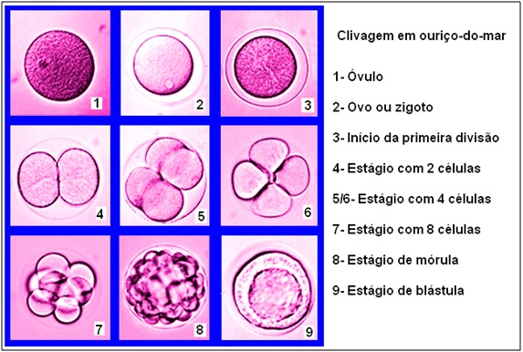 Blog de Biologia: Embriologia
