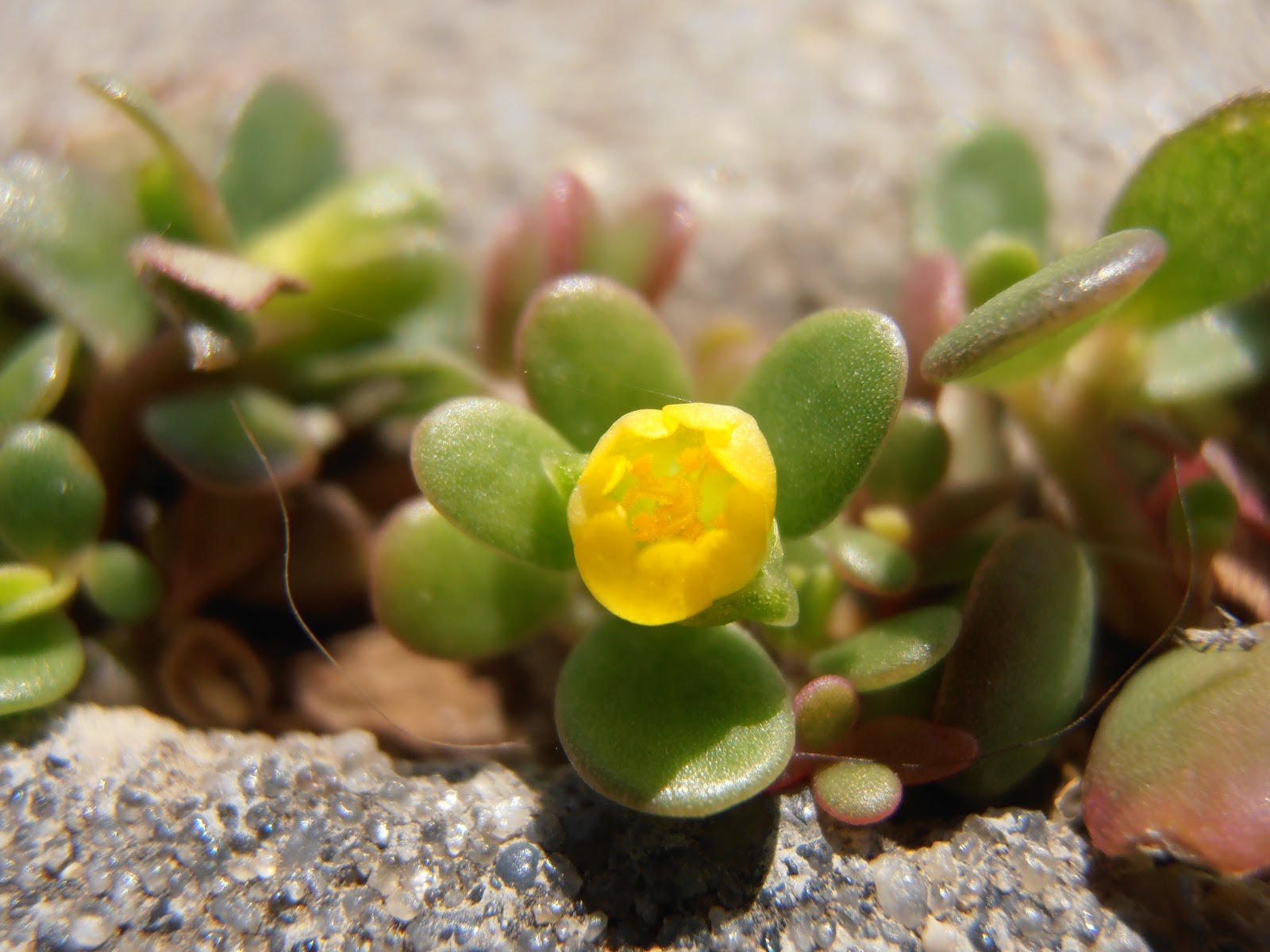 VERDOLAGA: Portulaca oleracea | Plantas rioMoros