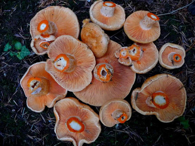 r o b i n 's y a r d: Lactarius