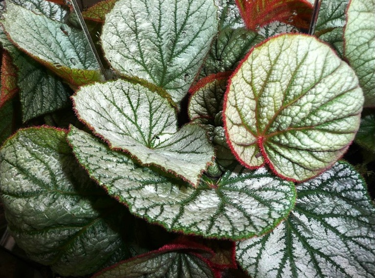 Всё о бегониях и не только...: Begonia 'Moon Moss'