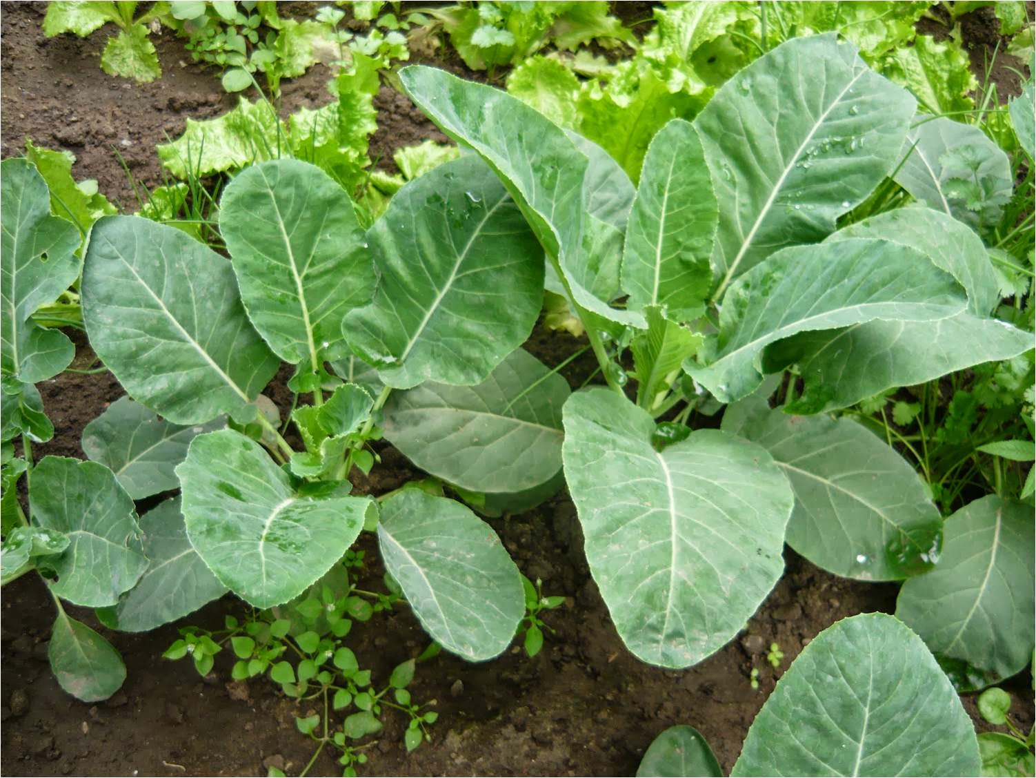 ALTERNATIVA ECOLÓGICA: CULTIVO DE COLIFLOR