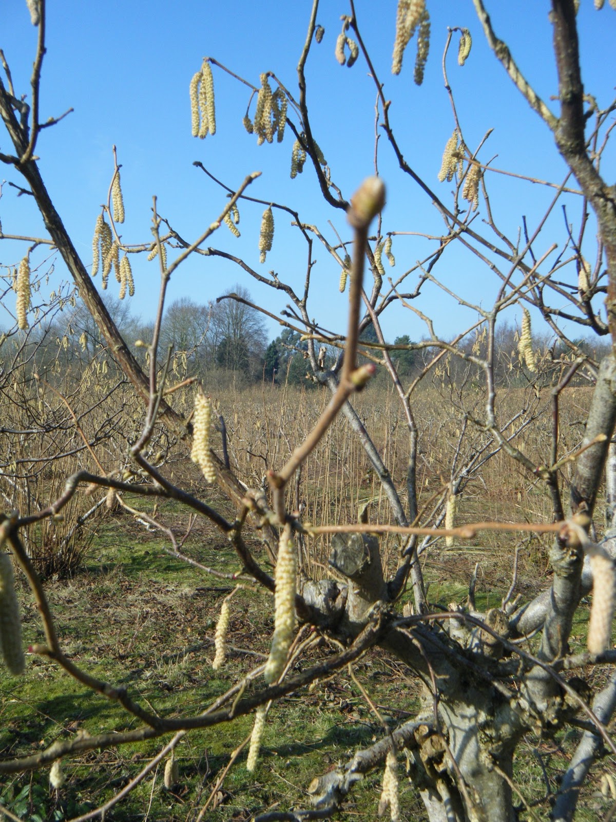 Ightham Mote Cobnuts Project: Winter 2013 Continues