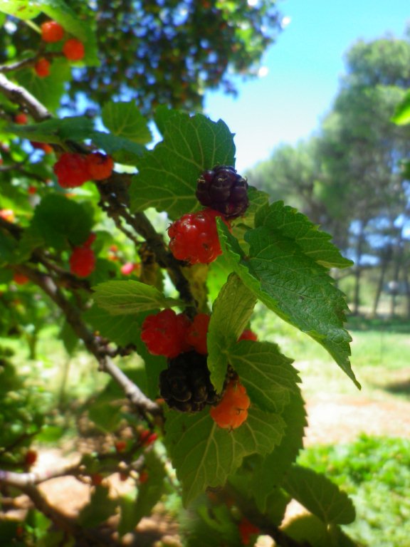 Kook en Kuier in die Karoo: Moerbei tyd