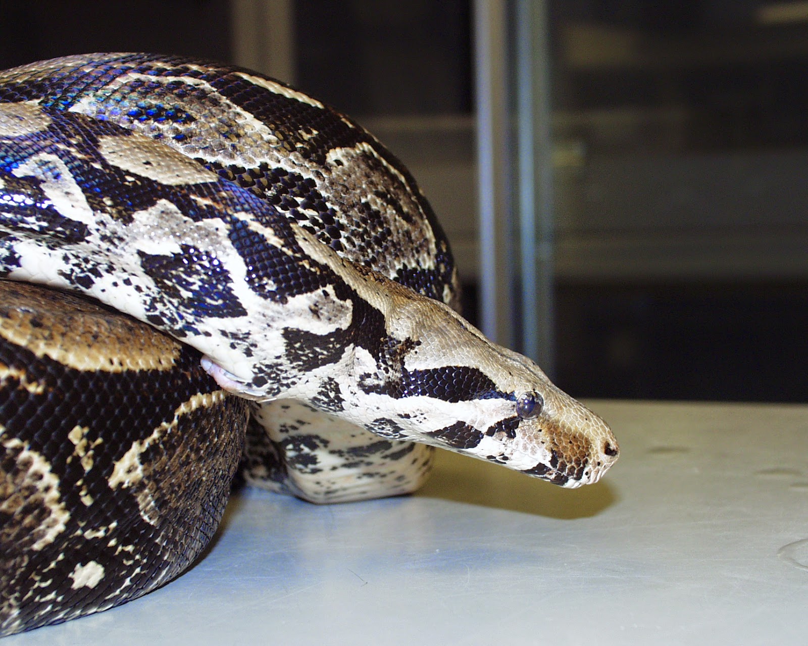 Squam Lakes Natural Science Center Blog: Snakes