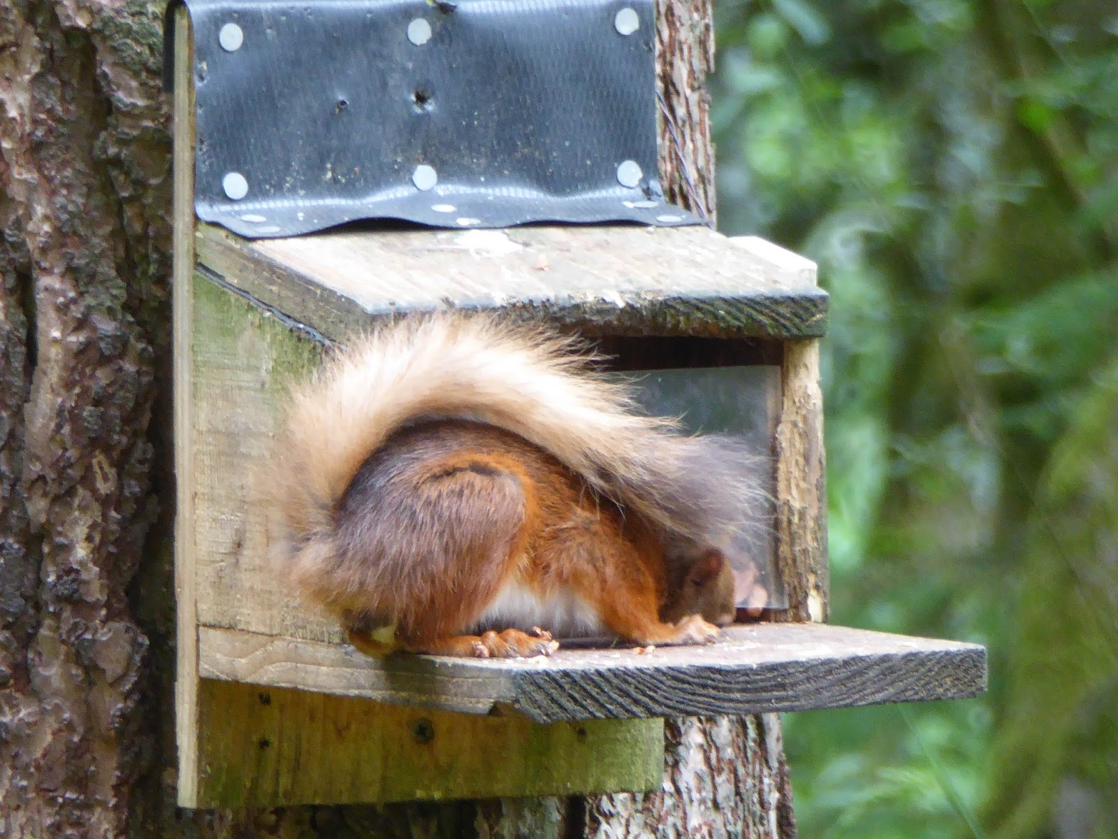 Wild and Wonderful: Holiday 1: Red Squirrel Quest ...