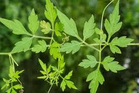 Herbal plants of Sri Lanka: Wel-penela-Cardiosprmum halicacabum