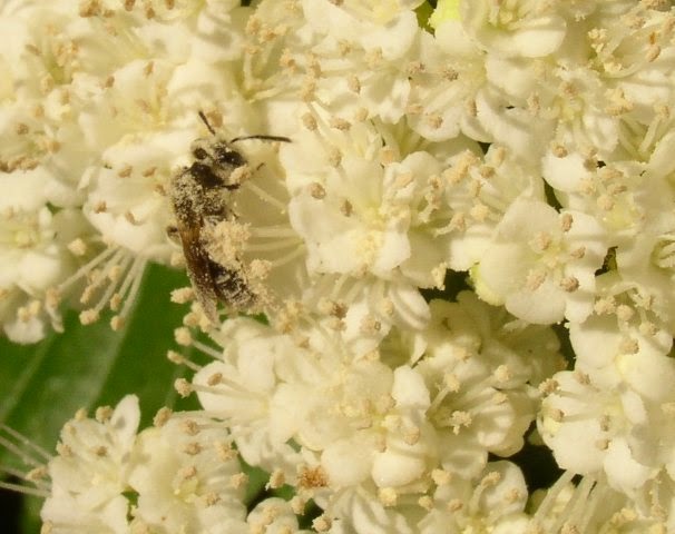 Pollinators: Sticky Pollen
