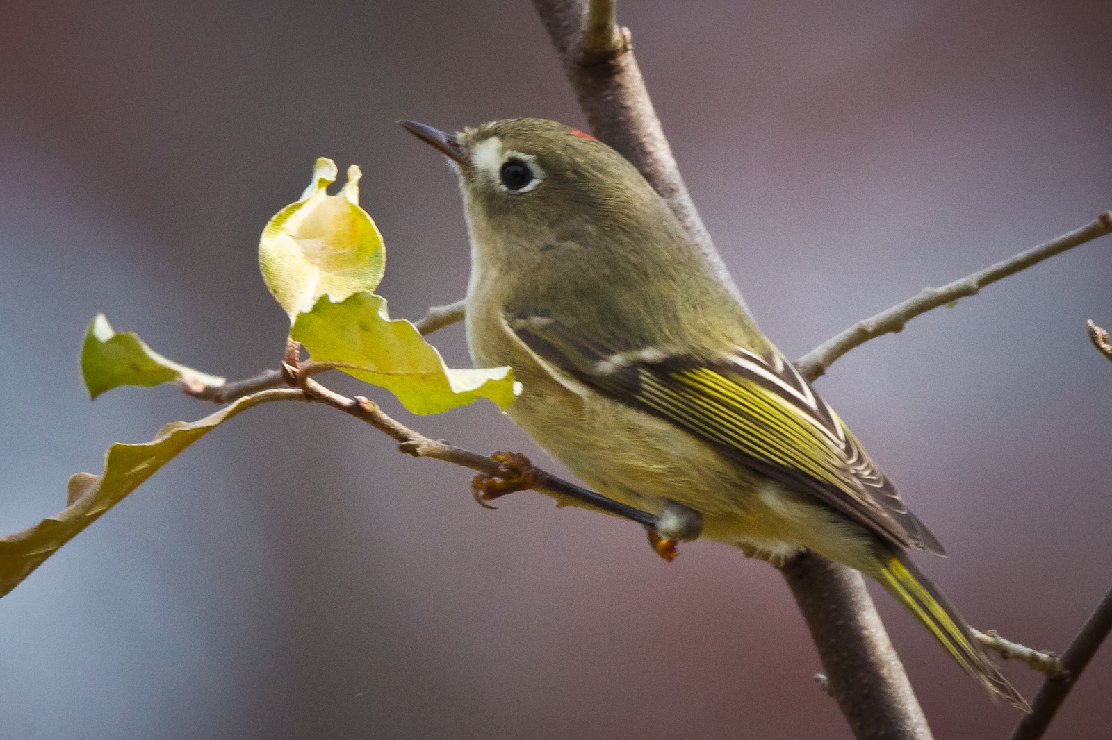 Feather Tailed Stories: Ruby-crowned Kinglet