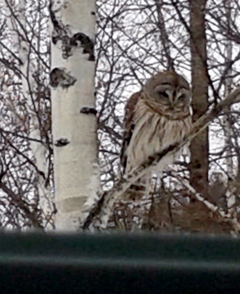 Ginette Forget, Artiste de la Présence: Prendre son envol….