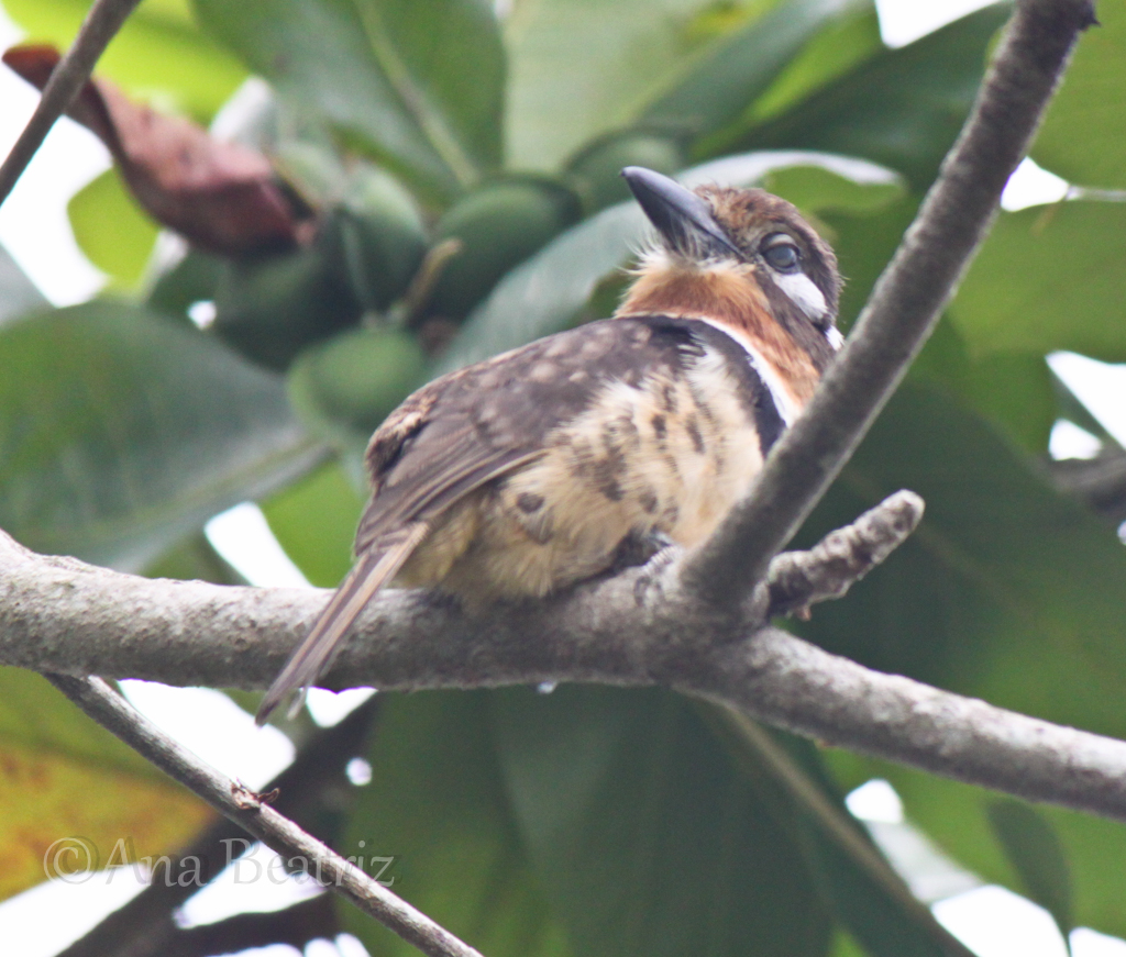 Aventura fotográfica: Bobito punteado, Coludo, Tol o Buco bobito ...