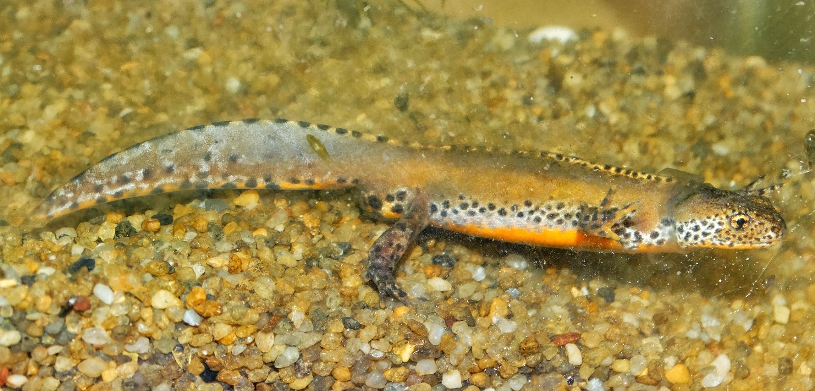 Reptiles Amphibians & Fish: NORTH ITALIAN ALPINE NEWT - ICHTYOSAURA ...