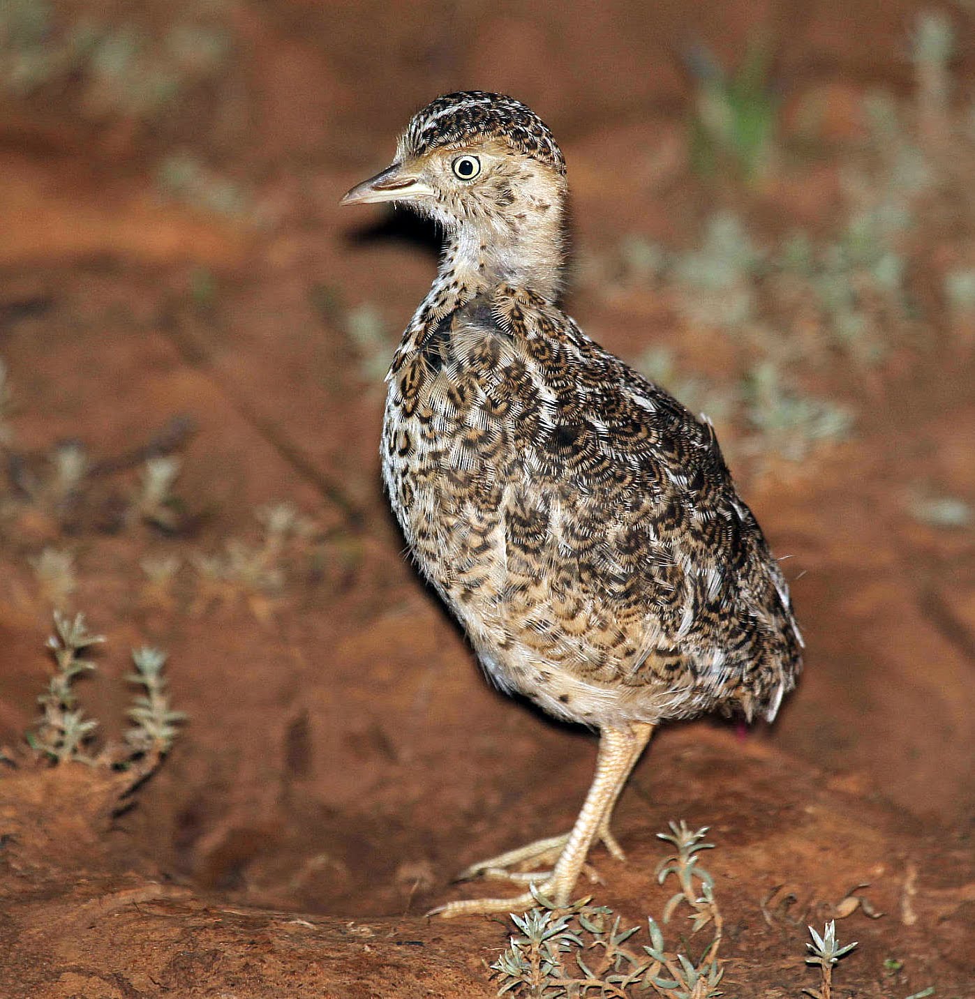 QUEENSLAND BIRDER - Birds and the natural world at home and away ...