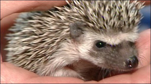 Mini Hedgehog - Animals Species