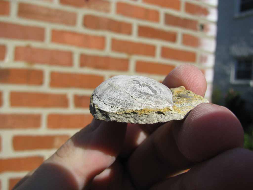 Views of the Mahantango: Rafinesquina alternata brachiopod from the ...