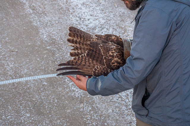 NeoVista Birds and Wildlife: Banding Hawks With HawkWatch International