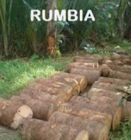 Anim Agro Technology: TANAMAN RUMBIA DAN SAGU