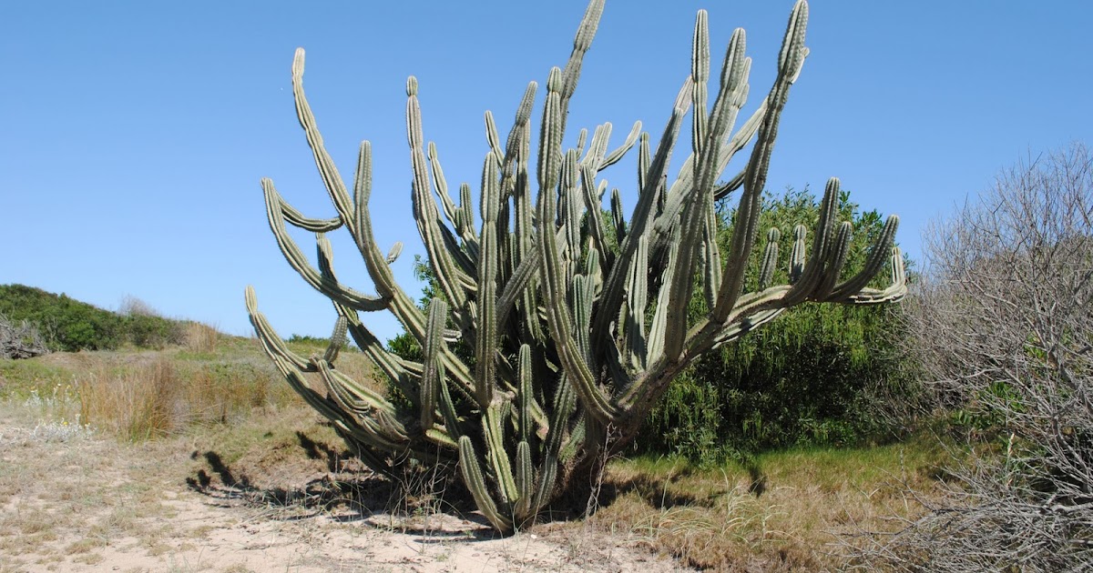 Argentina nativa: Cardón mesopotámico (Cereus uruguayanus)
