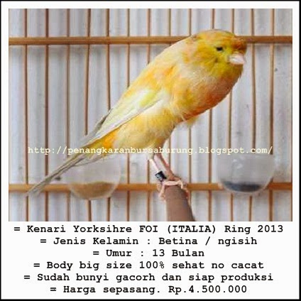 Penangkarang Bursa Burung: kenari Yorkshire Foi
