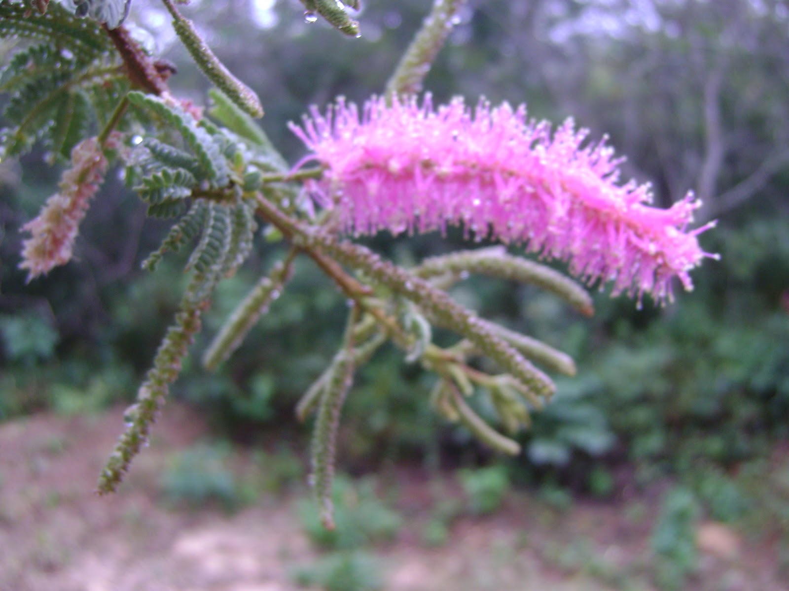 Mimosa hostilis and Mimosa spp. (pudica, ophthalmocentra etc) Workspace ...