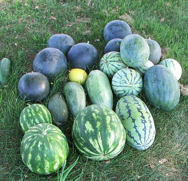 The Small Hold - Will Not Go Down Without a Fight: Around the Garden ...