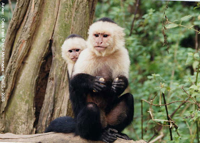Animales en el Planeta: El maicero Cariblanco, mico maicero, mico negro ...