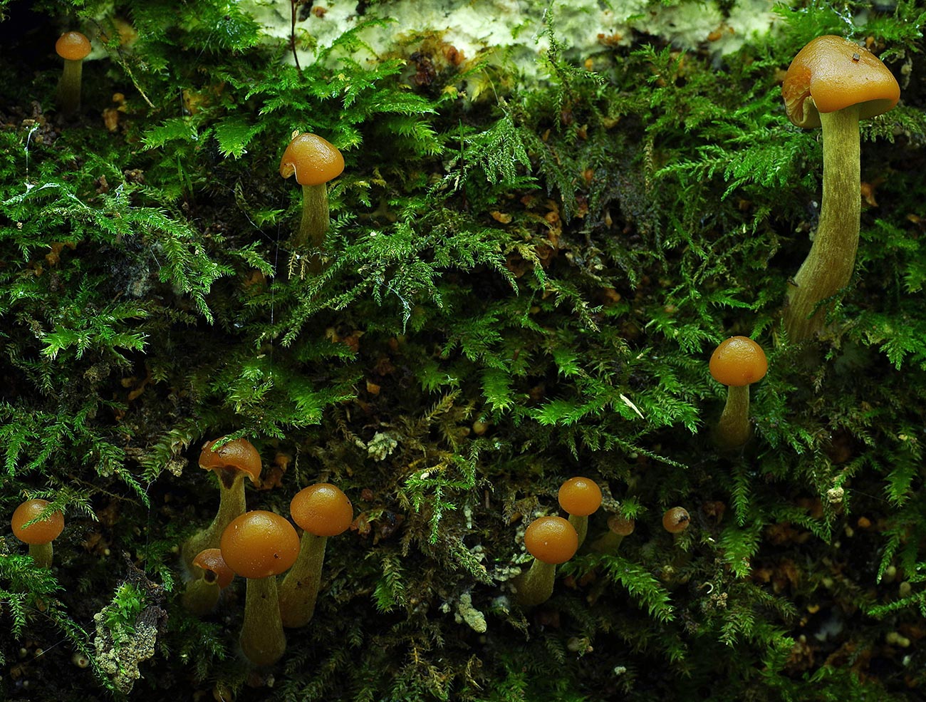 Wildeep's Illuminations: Galerina marginata