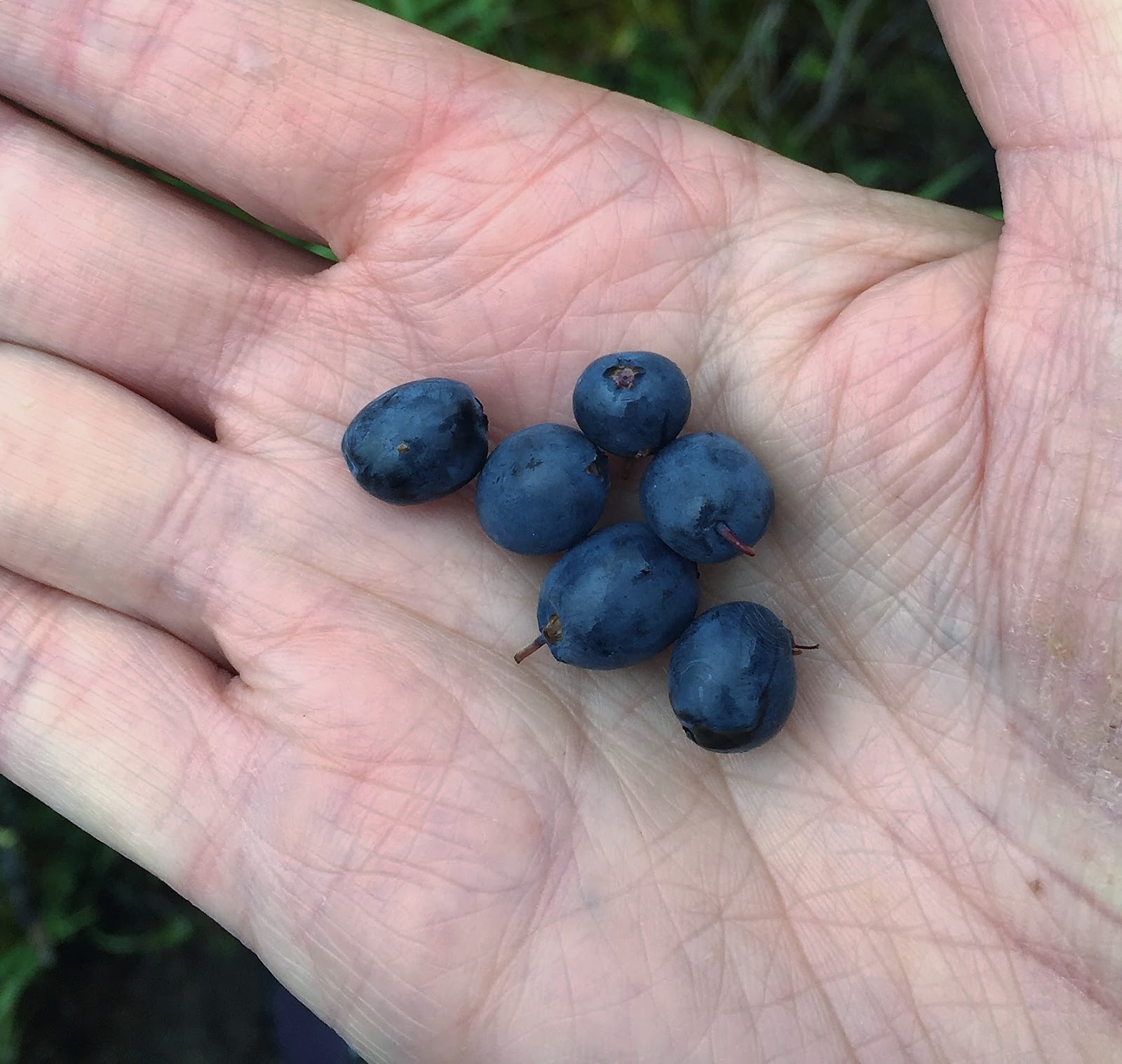 Souvenir Chronicles: ALASKA! DENALI NATIONAL PARK