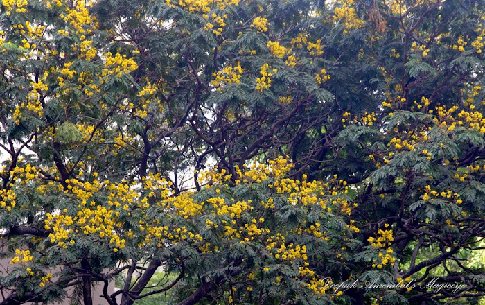 Mumbai Daily: Summer glory