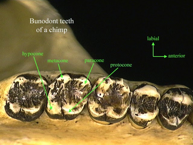 BioChismes - BioGossips: Mammals' molars (Molares en Mamiferos).