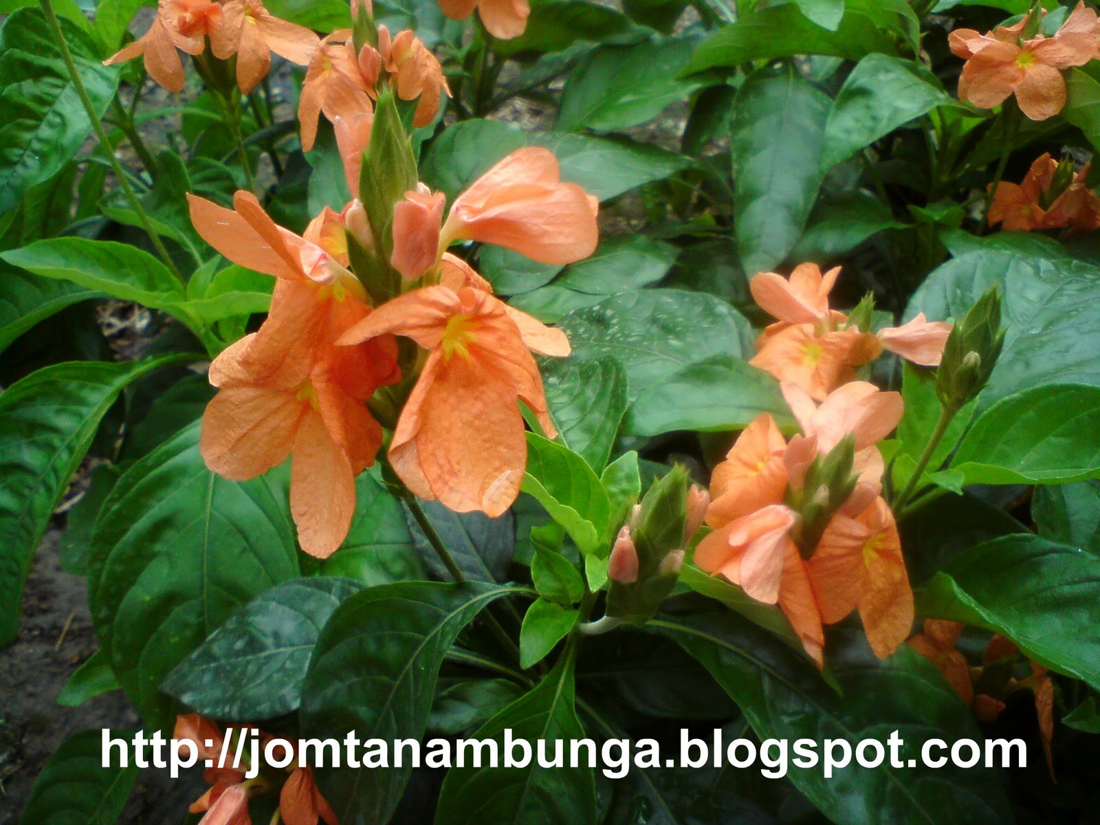 Jom Tanam Bunga: Bunga Musim Panas