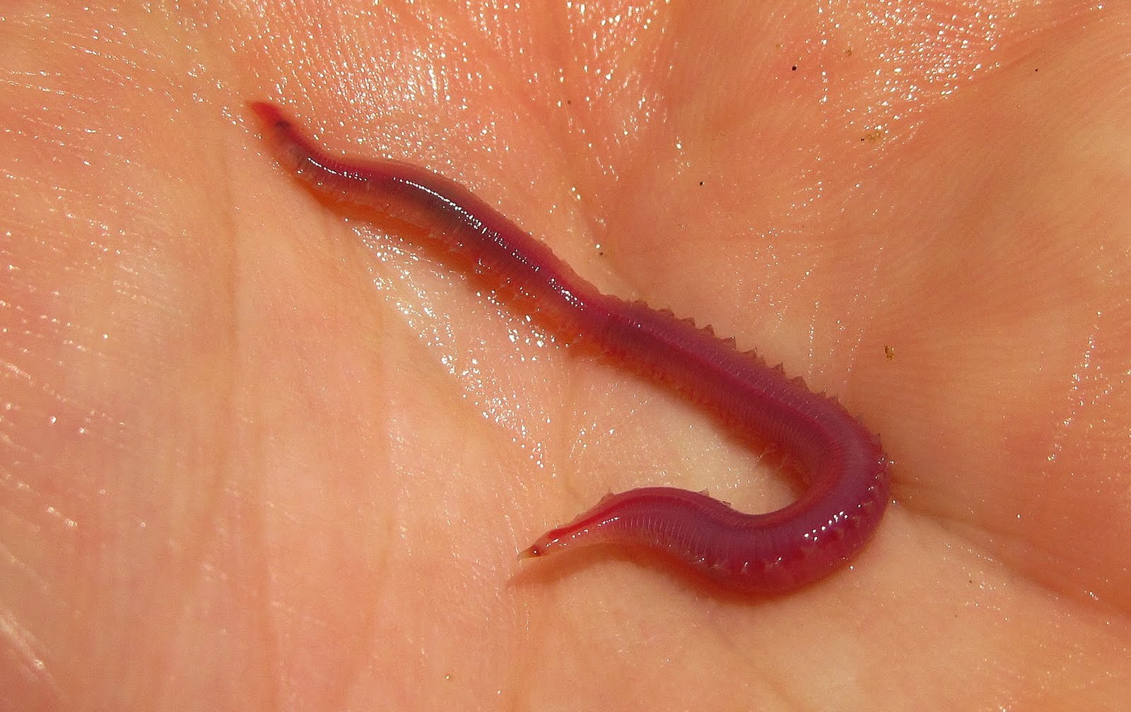 Cat Bloody Worm at Yolanda Westbrook blog