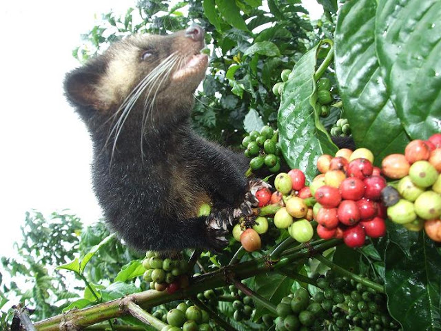 Proses Pembuatan Kopi Luwak Yang Nikmat | Resep Kopi Hitam