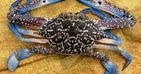 RAJUNGAN (Portunidae) YANG MEMILIKI KANDUNGAN PROTEIN TINGGI ~ MEDIA ...