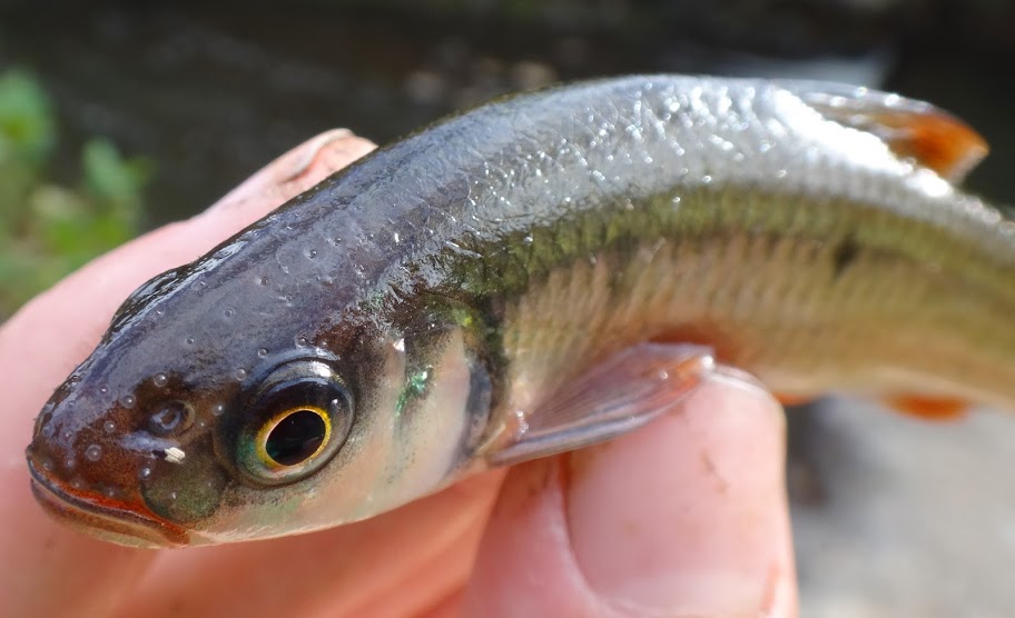Ben Cantrell's fish species blog: VA / NC trip part 2 - Dan & Roanoke ...