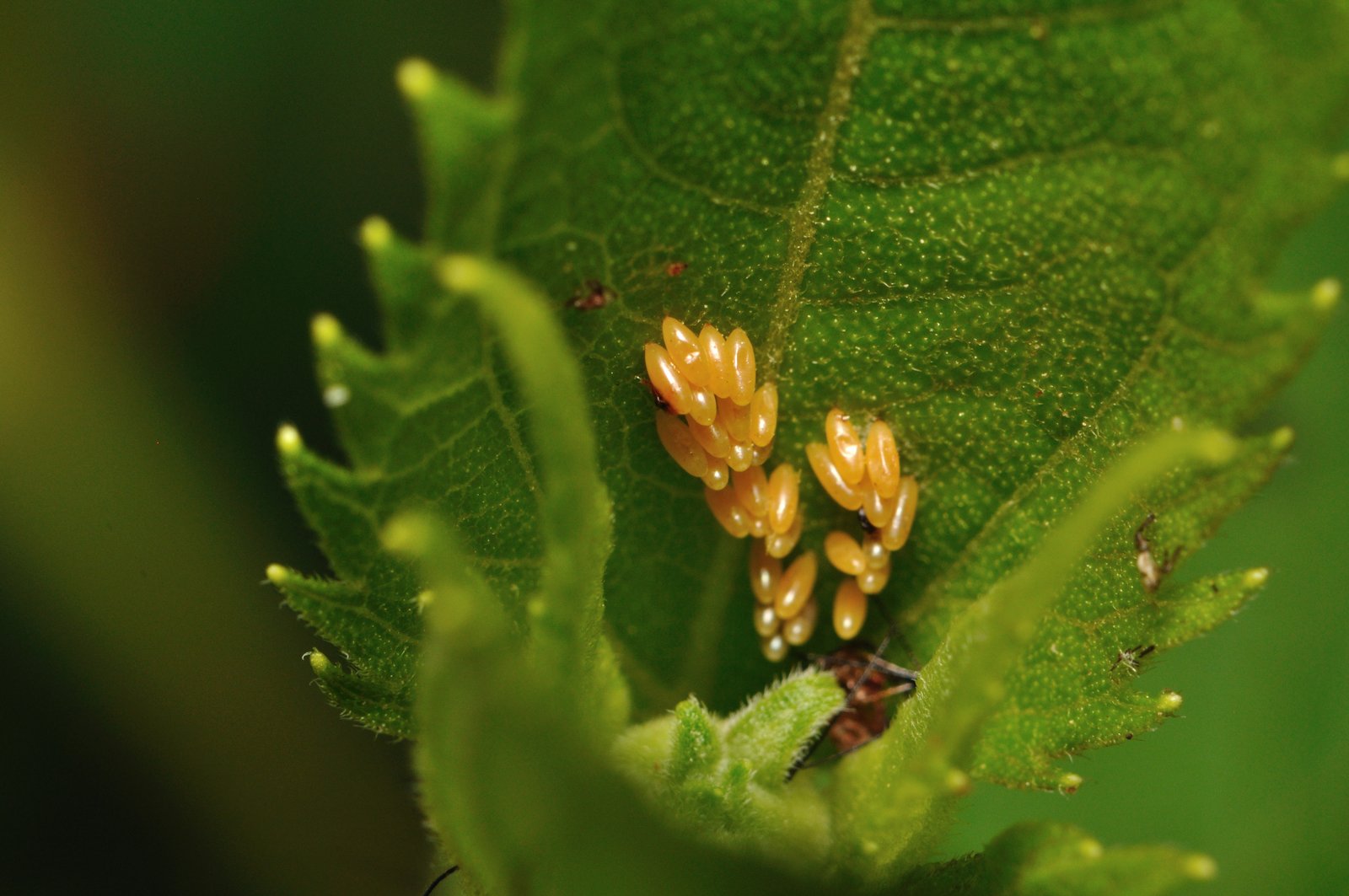 Food webs in the garden: ladybug beetles | the pace of nature