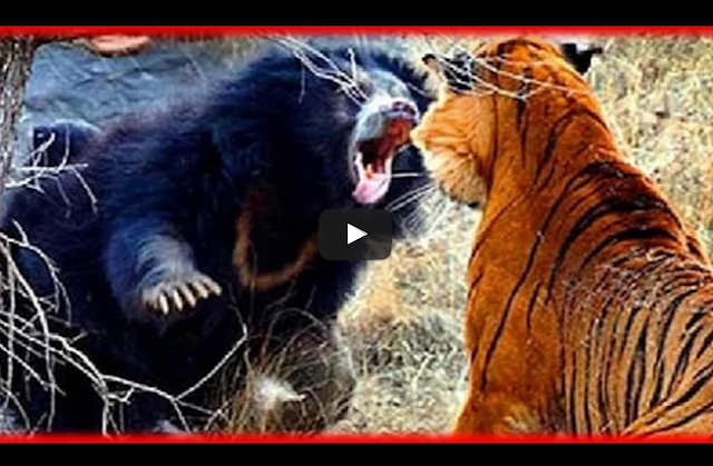 Tiger vs bear fight to the death - wild fight ☆ Amazing Animal