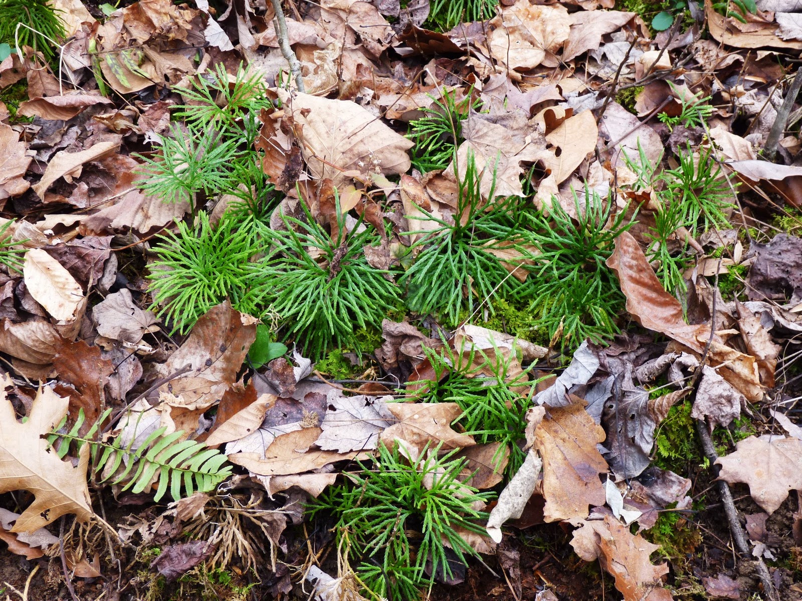 Granny Sue's News and Reviews: Wildcrafting for Christmas, Part 1