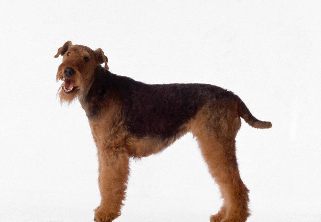 Terrierman's Daily Dose: Evolution of Terrier Breeds