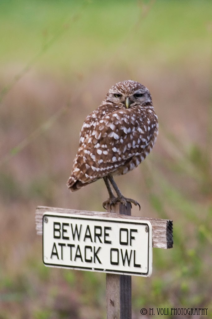 ANIMALS BEHAVING BADLY