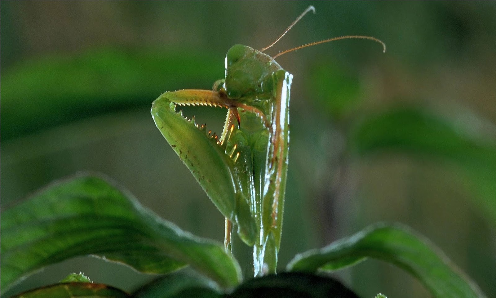 The Beautiful Film Frames: Microcosmos (1996) Blu-Ray Screenshots