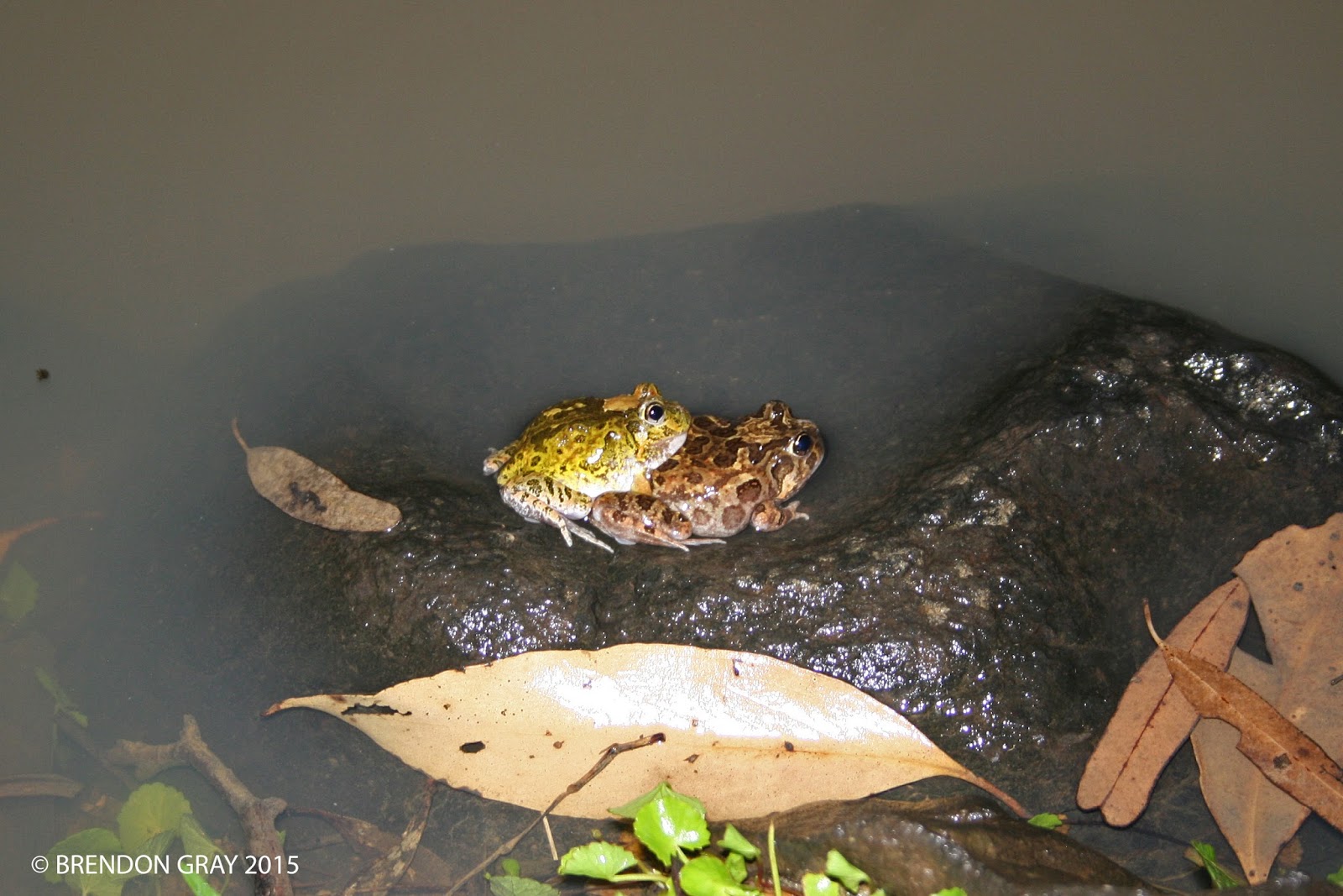 Native Frogs are loving the November Rain