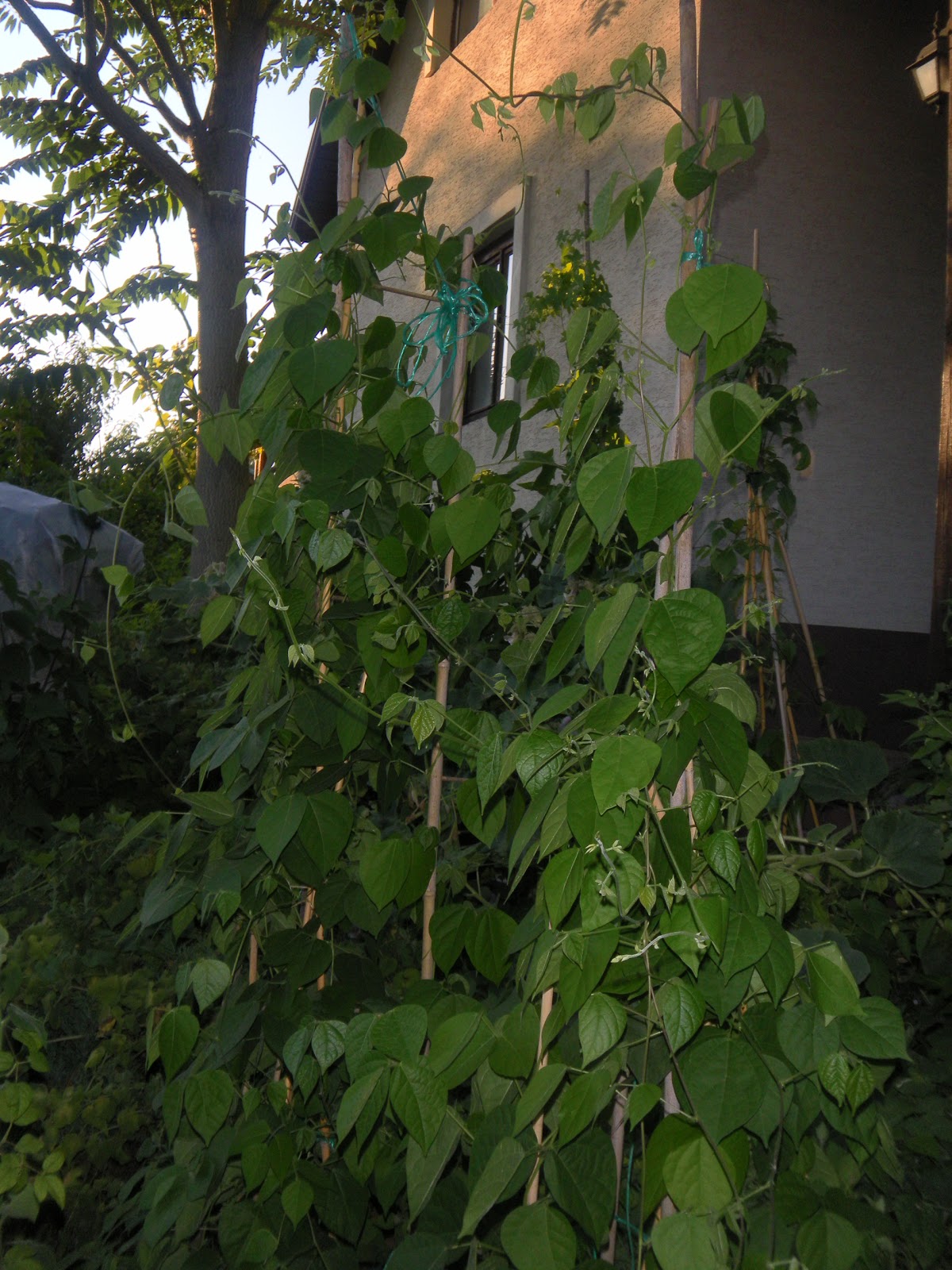 Scirpidiella's Plants: Wild Perennial Hardy Bean (Phaseolus polystachios)