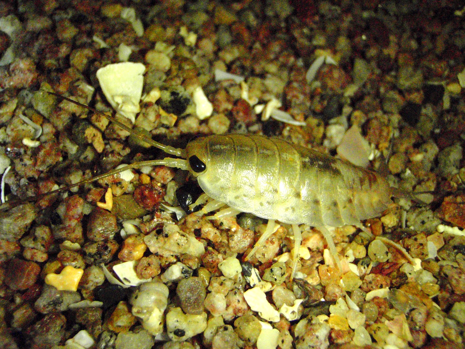 DIVE ZONE ECOTOURS NATIVEZONE: Cucaracha De Mar (Acanthopleura Granulata)