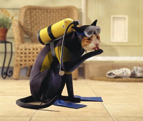 Cats Rule This World: Scuba Diving Cat