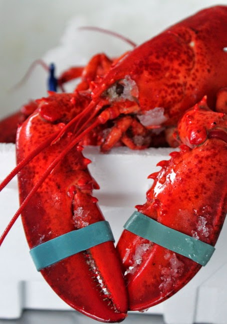 Le homard de la Gaspésie